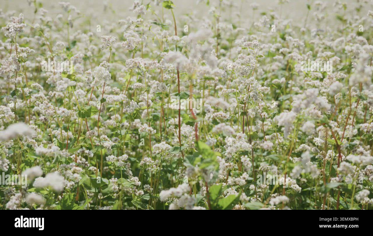 Field of white flowers swaying in sunlit breeze Stock Video Footage - Alamy