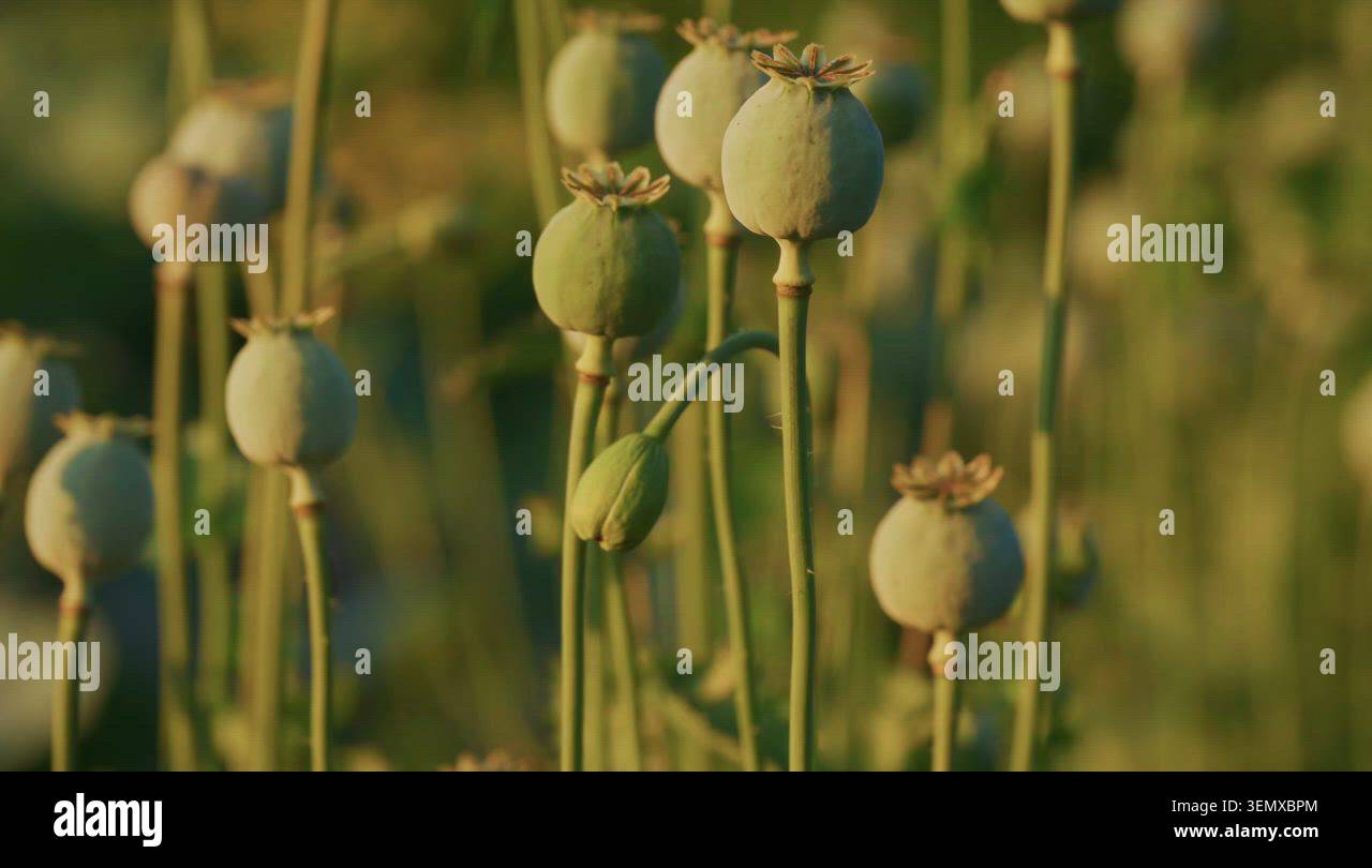 Close-up of poppy pods glowing under golden hour Stock Video Footage ...