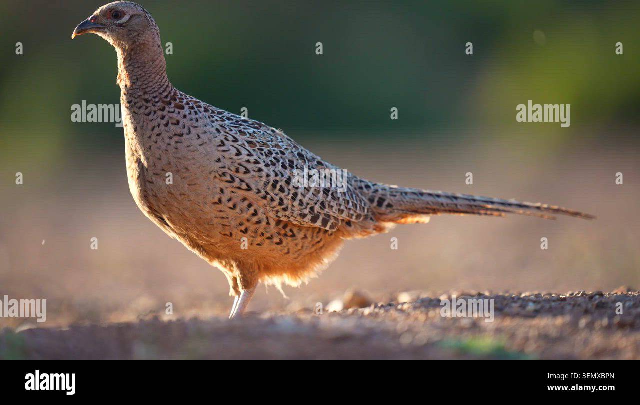 Female Common Pheasant Drinking Water At Sunset Stock Video Footage - Alamy