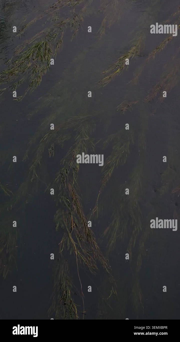 Green Aquatic Plants Swaying Under Dark Water Stock Video Footage - Alamy