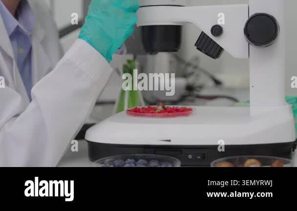 In laboratory quality control testing, food scientists and ...