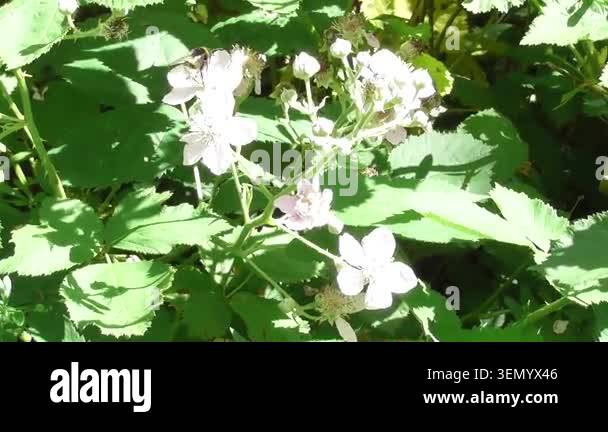 bees on beautiful flowers in the forest Stock Video Footage - Alamy