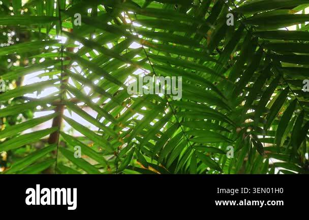 Palm leaves with sunlight streaming through create an intricate pattern ...