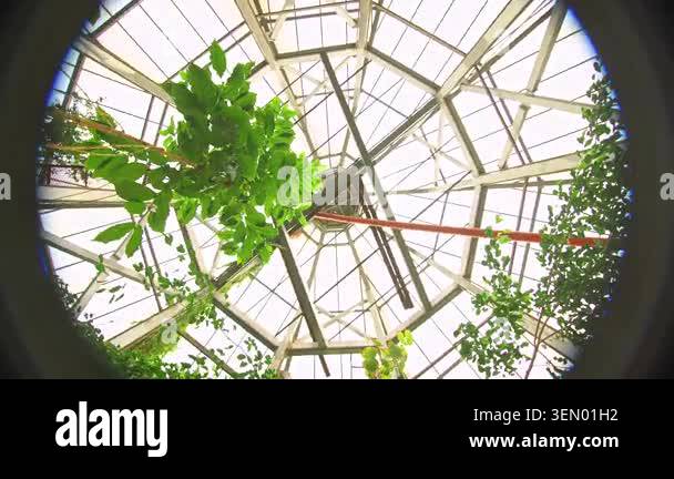 Upward view of tropical plants and structural framework beneath a ...
