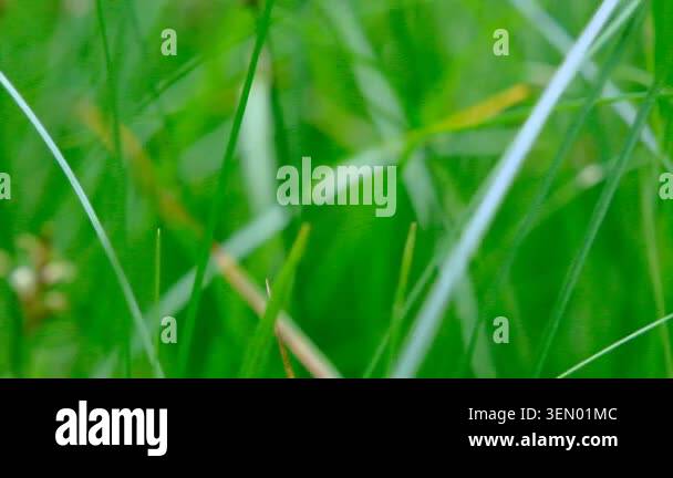 Close-up of vibrant green grass blades Stock Video Footage - Alamy
