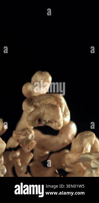 Cashews fly up and down. Filmed on a high-speed camera at 1000 fps ...