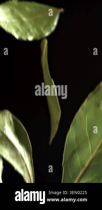 Bay leaves fall down. Filmed on a high-speed camera at 1000 fps. High ...