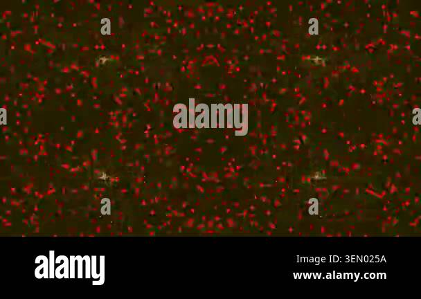 dark red vector texture with colored lines Stock Video Footage - Alamy