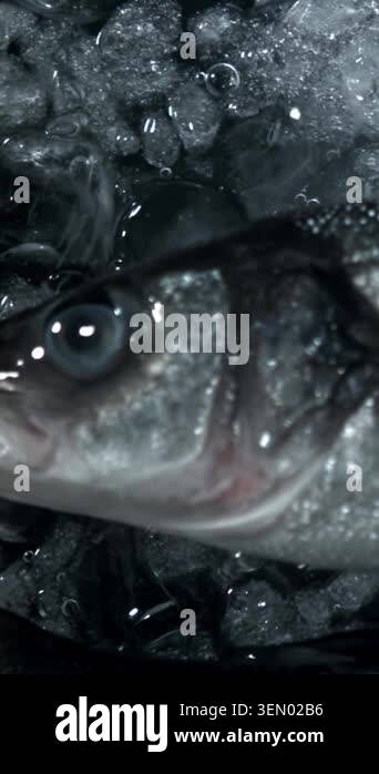 Sea bass fish falls into the water with ice. Filmed on a high-speed ...