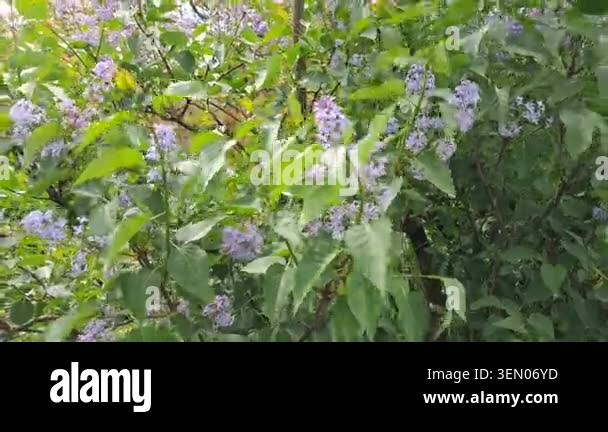 Beautiful blooming branch of purple lilac close up. Syringa vulgaris ...
