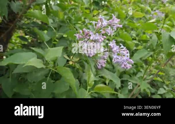 A close-up shot of a delicate purple lilac branch blooming among lush ...