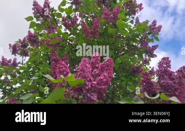 Low angle view of lush purple lilac flowers blooming on large bushes ...