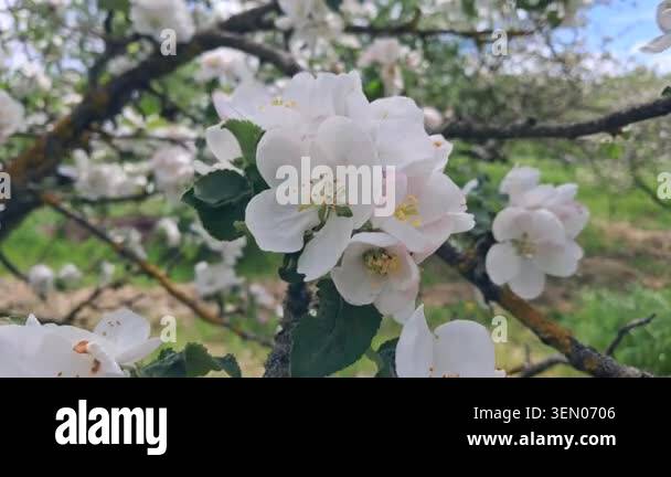 Close-up of beautiful white and pink apple blossoms blooming on a ...