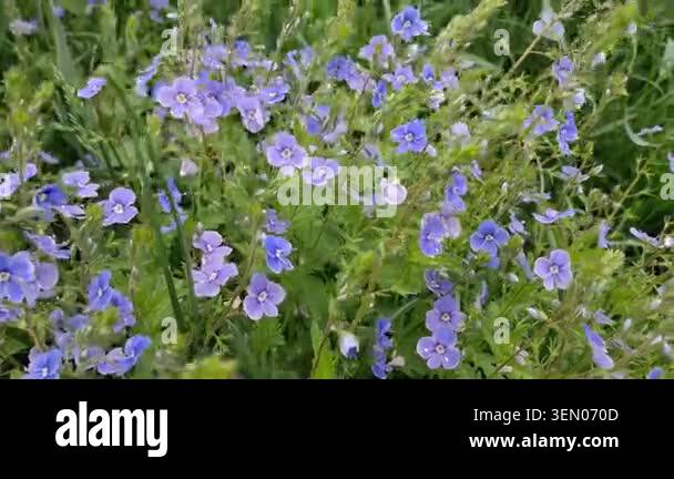 Selective focus close up view of beautiful blue veronica chamaedrys ...