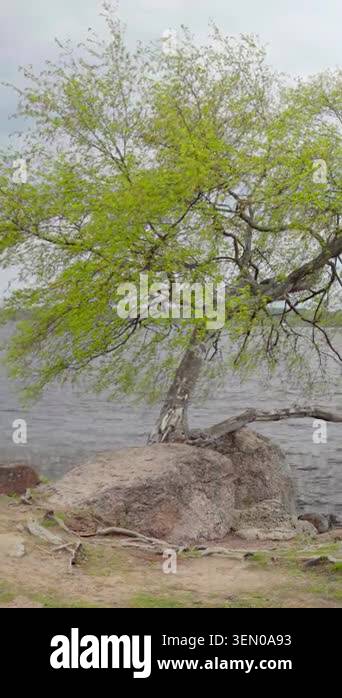 Windblown Tree Leaning Over Lake, Twisted Trunk And Exposed Roots Cling ...