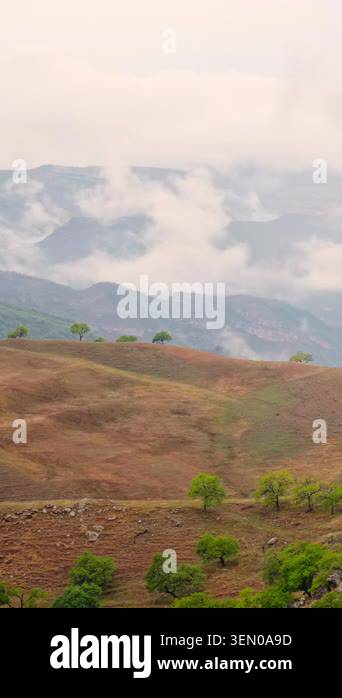 One tree at sunset, overlooking the mountain and warm light. Creative ...