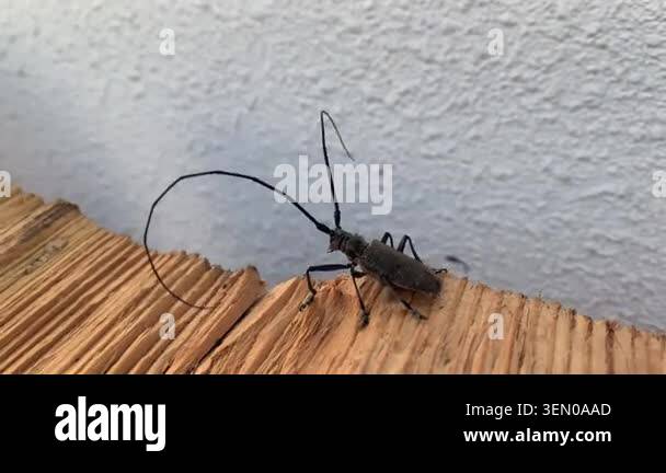 Closeup of a beetle turning around and flying directly toward the ...