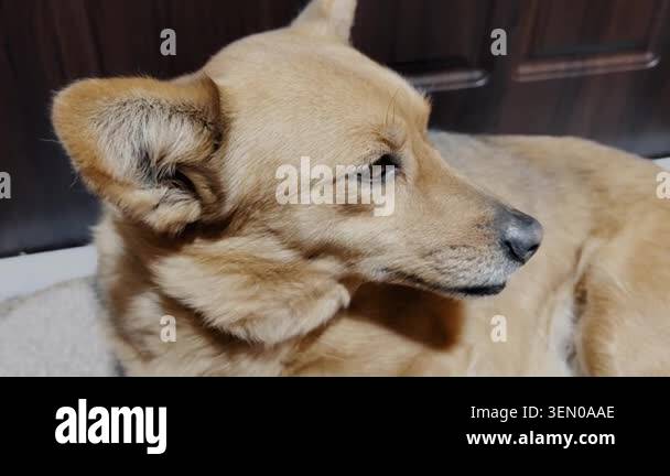 Closeup of a dog with sleepy eyes that can no longer stay awake and ...