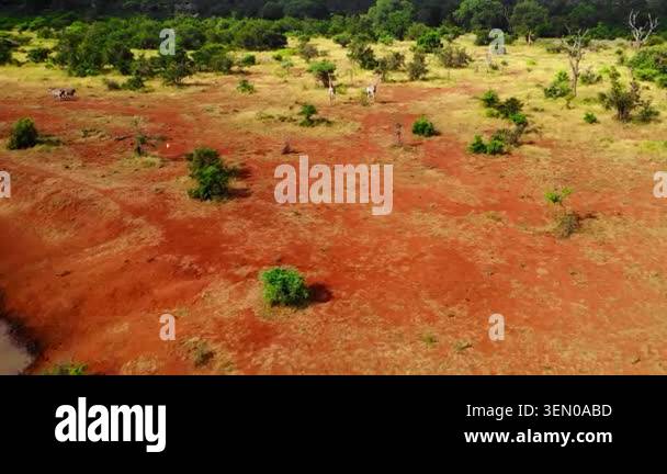 Aerial Savanna With Roaming Giraffes, Red Soil Plains Dotted With ...