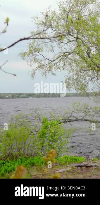 Windblown Tree Leaning Over Lake, Twisted Trunk And Exposed Roots Cling ...