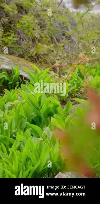 Closeup Coastal Undergrowth With Rocks. Vibrant Green Plants And Moss ...