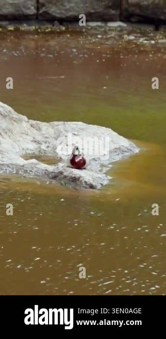 Person On Rocky Islet Murky River, Urban Stone Wall Backdrop, Solitary ...
