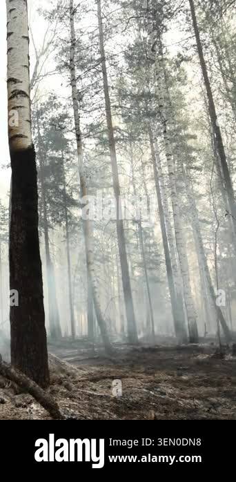 Smoldering Fallen Log In Burnt Birch Forest With Drifting Smoke And ...