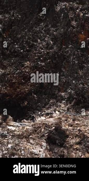 Closeup Of Charred Tree Base And Ashcovered Roots, Textured Blackened ...