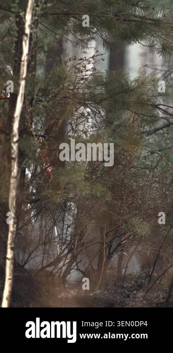 Smokefilled Pine Forest With Charred Undergrowth And Burnt Shrubs ...
