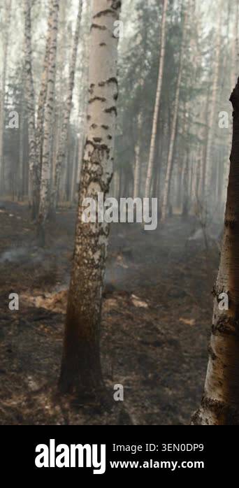 Closeup Burned Birch Trunks With Textured Charcoal Bark And Lingering ...