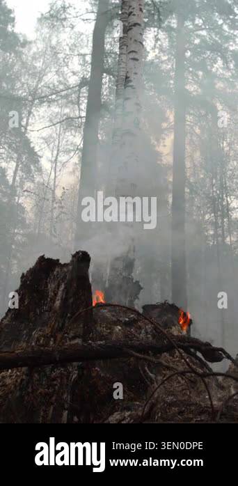 Smoldering Burnt Stump With Rising Smoke From Forest Floor, Lowangle ...