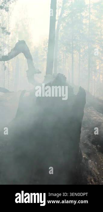 Kneeling White Firefighter Digs Through Burned Root Mass As Sunbeams ...
