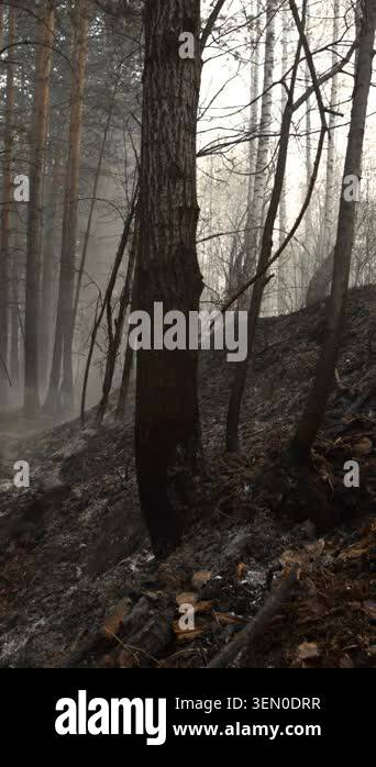 Smoky Ravine With Scorched Slope And Leaf Litter Drifting In Thin Haze ...