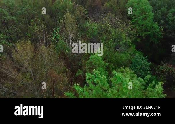 Bright green foliage stands out in the lower center of a wooded ...