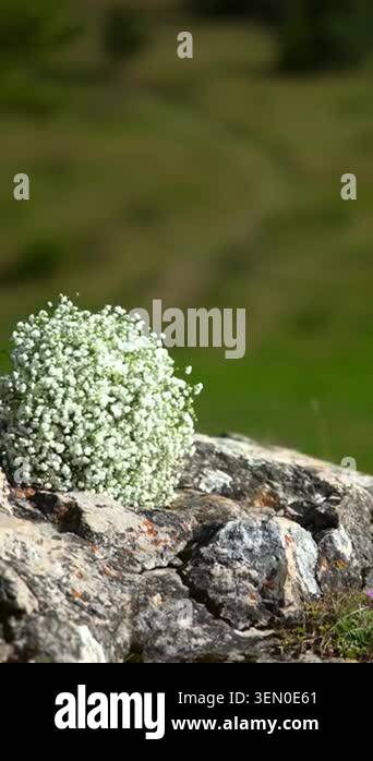 White Flower Hugging Rocky Outcrop, Spherical Cluster Of Tiny Blossoms ...