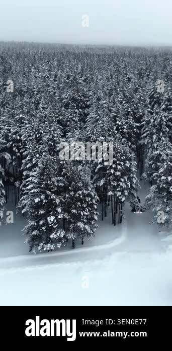 Drone Over Snowy Forest Clearing, Open Glade Surrounded By Tall Pines ...