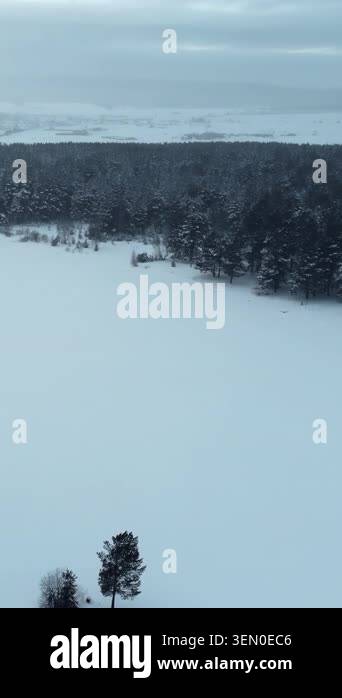 Aerial Frozen Lake At Dawn, Wide SnowCovered Surface Edged By Pine ...
