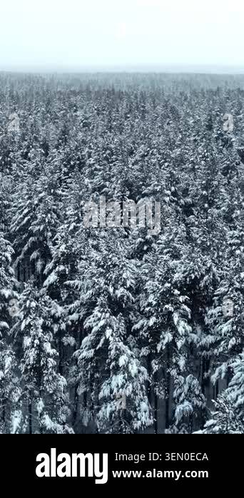Snowy Pine Forest Canopy, Endless Treetops Blanketed In White, Dense ...