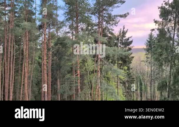 Real time video of tall pine trees illuminated by warm sunset light in ...
