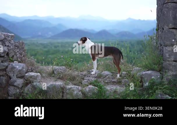 Tricolor mixed breed dog standing in abandoned stone fortress with ...