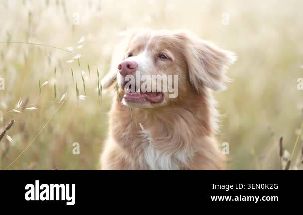 Close-up portrait of Nova Scotia Duck Tolling Retriever in waving ...