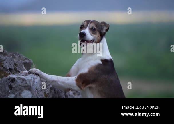 Tricolor mixed breed dog sitting on rocky fortress ruins overlooking ...