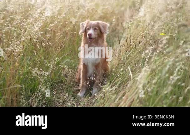 Nova Scotia Duck Tolling Retriever standing in tall golden grass field ...