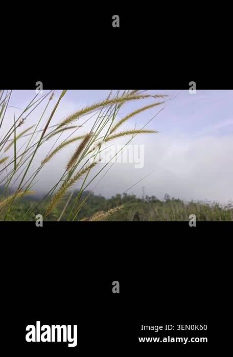 Delicate grass spikelet stands tall against blurred green field and ...