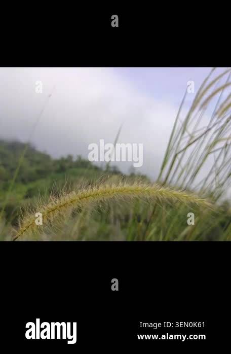 Delicate grass spikelet stands tall against blurred green field and ...