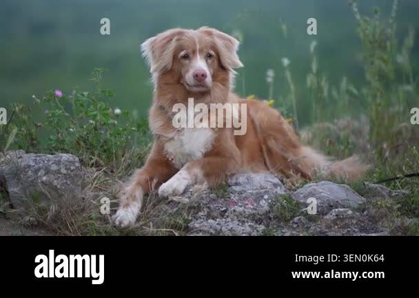 Nova Scotia Duck Tolling Retriever lying on rocks in scenic mountain ...