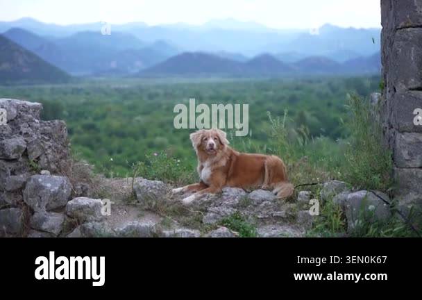 Nova Scotia Duck Tolling Retriever standing inside ancient stone ...