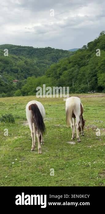 Rear view of two pinto horses grazing calmly on a green summer meadow ...