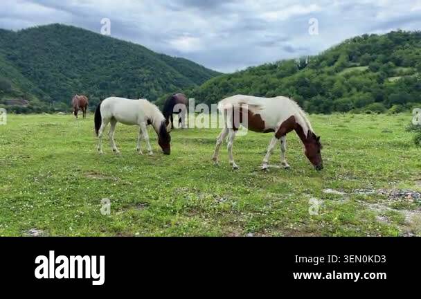 Herd of horses grazing on green meadow with mountain background Stock ...