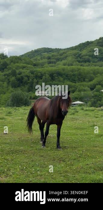 Beautiful dark bay horse looking at the camera and shaking its tail on ...